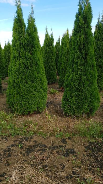 Bonsai, brad argintiiu, tuia, pon pon, palmier, spiralata, glob copaci ...