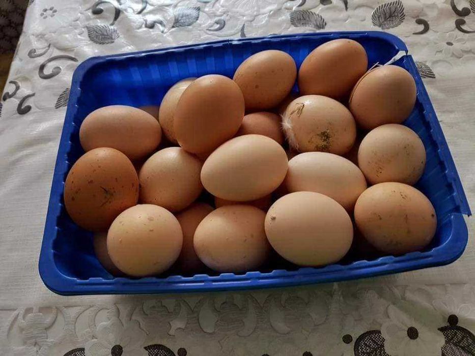 Pui de curte (pui, rate, bibilici, gaste, curcani) Bucuresti Sectorul 6 ...