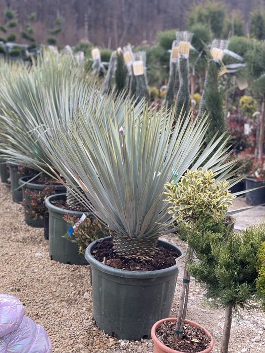 Yucca la ghiveci si plante Satu Mare • OLX.ro