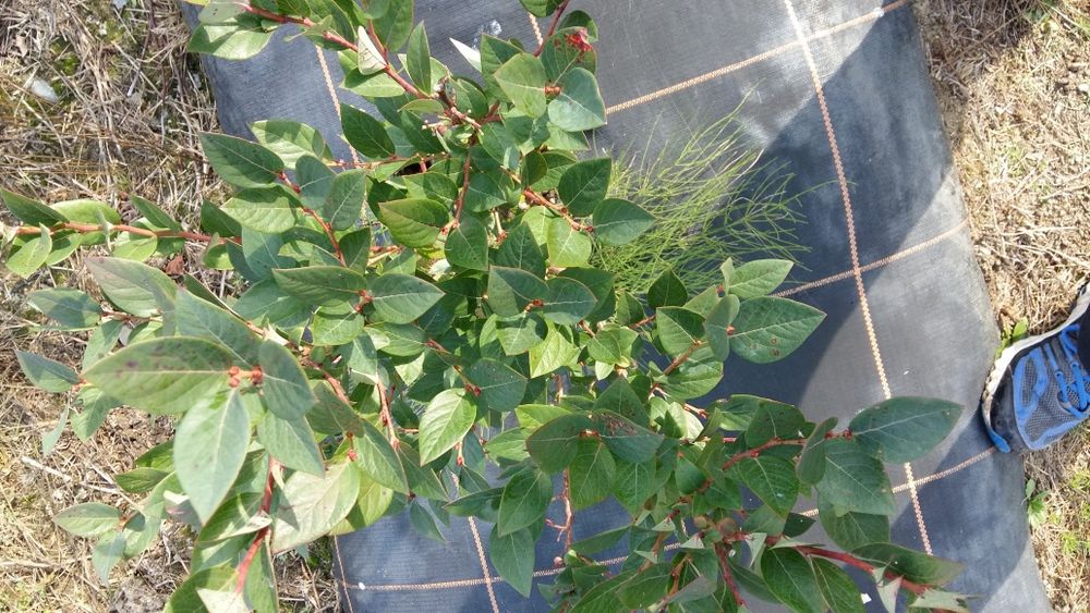 Butasi Afin de Cultura Harseni • OLX.ro