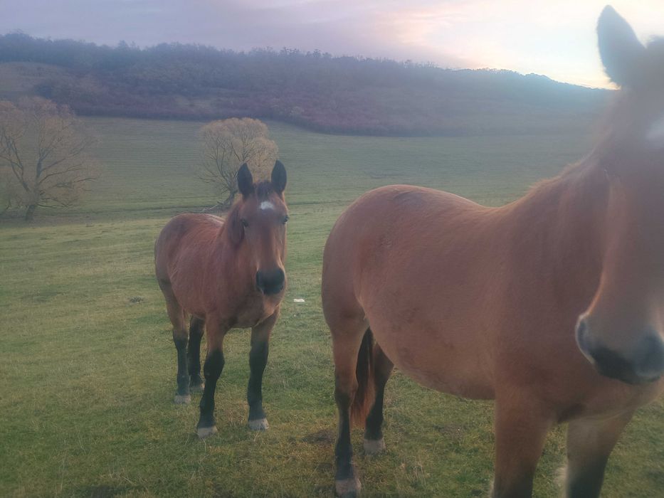 Cai de vânzare ( herghelie) Targu-Mures • OLX.ro