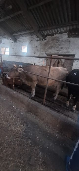 Vindem două vaci ambele au 8 ani ferma Libertatea ambele sunt gestant Pietriceaua • OLX.ro