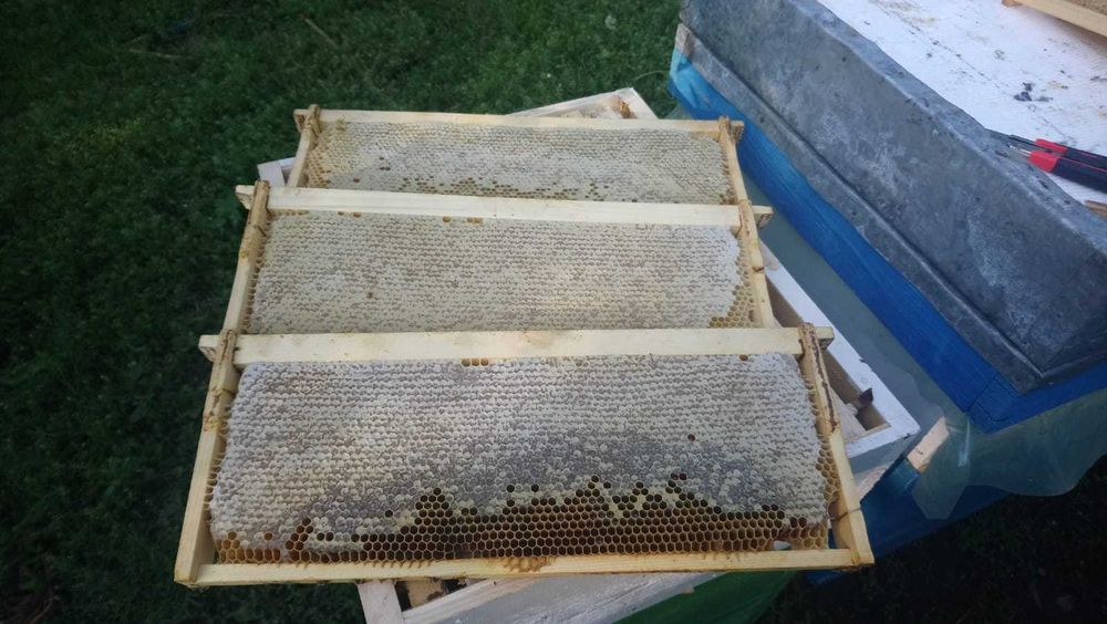 Vând miere naturala de albine + rame cu faguri cu miere Crevedia • OLX.ro