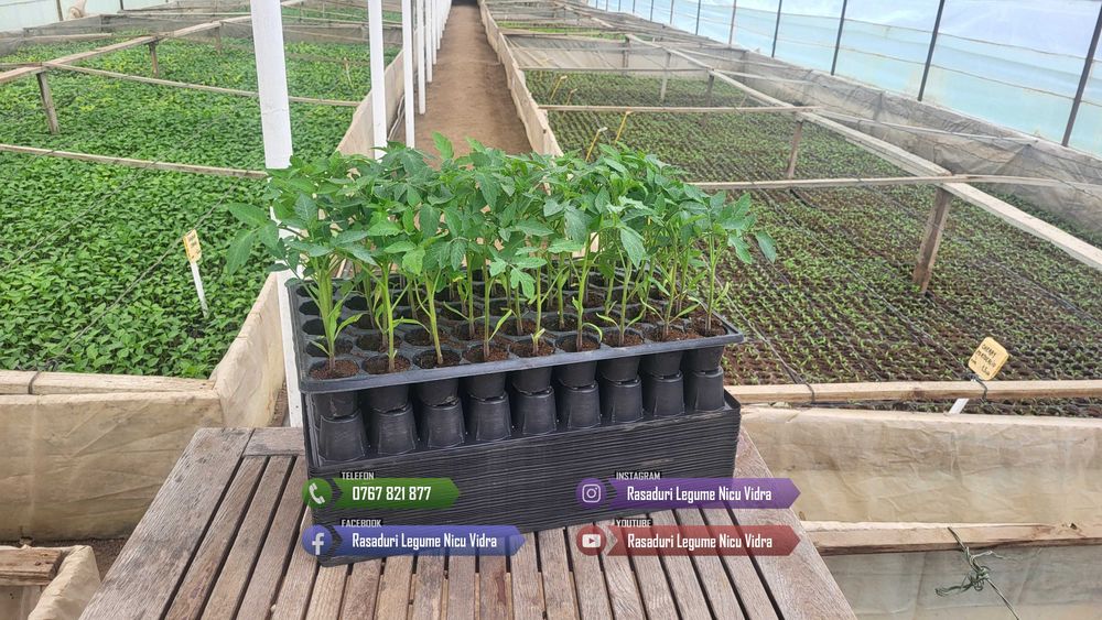 Vand Rasad | Rasaduri Rosii Rila Kalina Prekos Buzau Inima bou Cherry ...