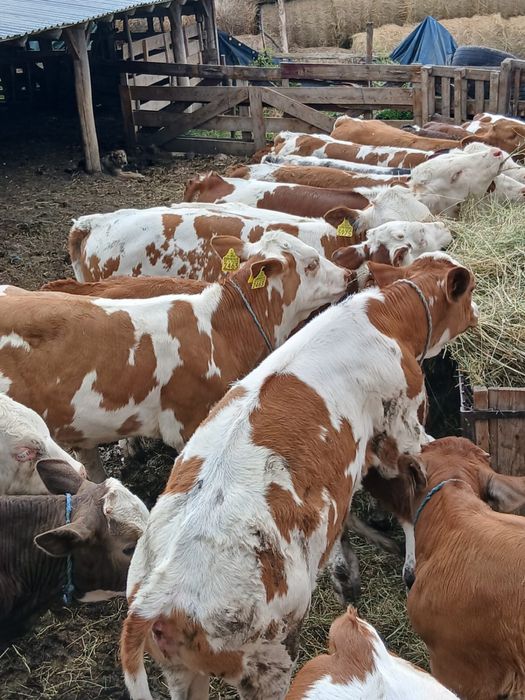 Vand vitei baltata romaneasca Alba Iulia • OLX.ro