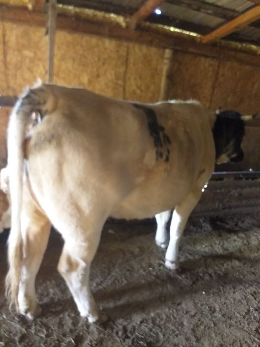 Vând 3 vaci doua bălțate și una belgiana Baisoara • OLX.ro