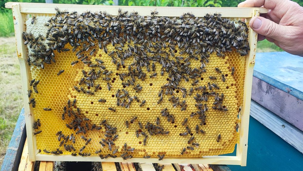 Matci împerecheate Sfantu Gheorghe • OLX.ro