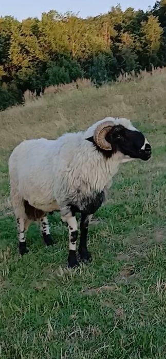 Berbec breaz de monta Udesti • OLX.ro