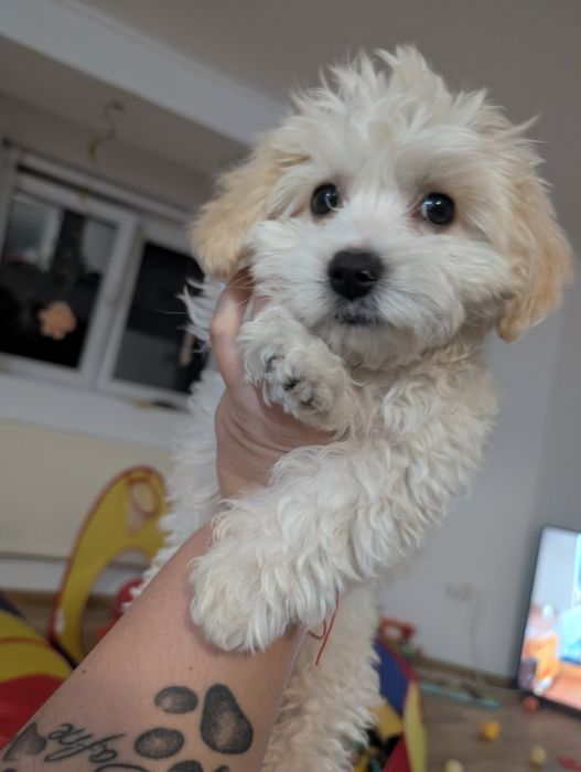 Bichon havanez pui Otopeni • OLX.ro