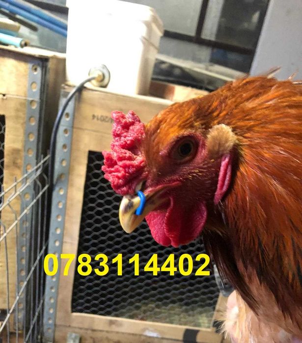 Gaini Fazani Cocosi Curci Pauni Pasari-Inel Nazal-Ochelari Fara AC-ZXL Targu-Mures • OLX.ro