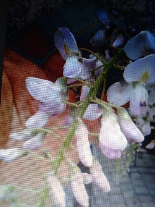 Wisteria-glicina alba si mov Alba Iulia • OLX.ro