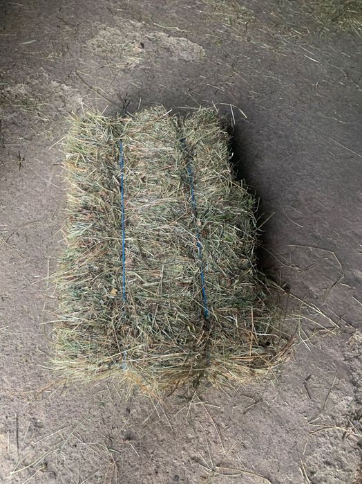 baloti fan de vanzare ' Anunturi ' OLX.ro