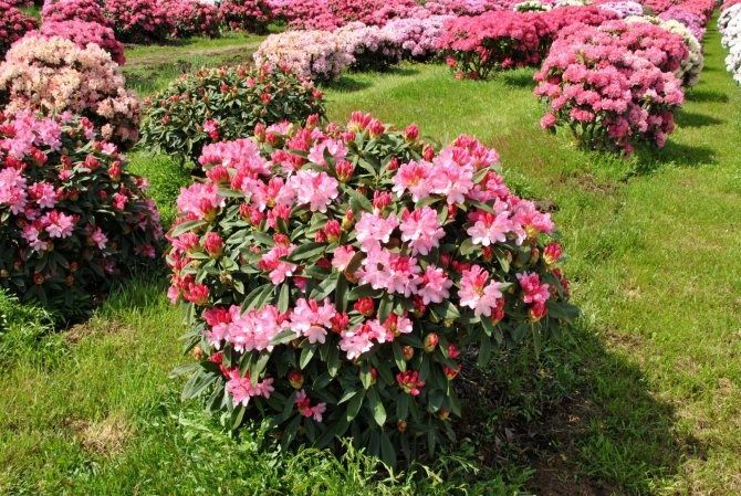 Vand rhododendron , azalee, bujori de munte Cluj-Napoca • OLX.ro