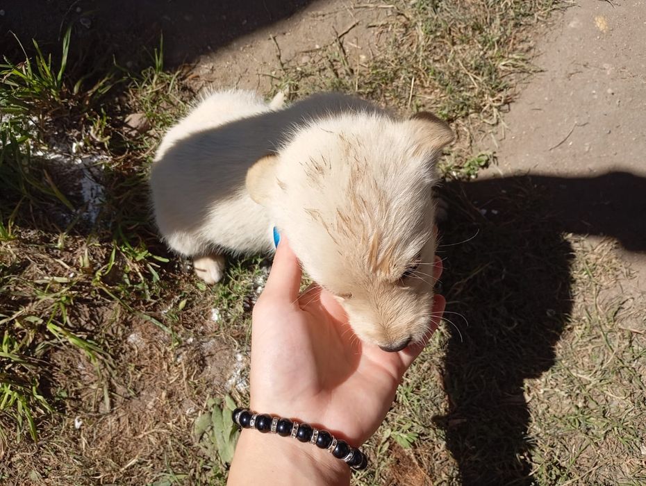 Donez căței foarte frumoși Podeni • OLX.ro