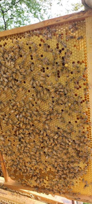 Matci imperecheate Buckfast Targoviste • OLX.ro