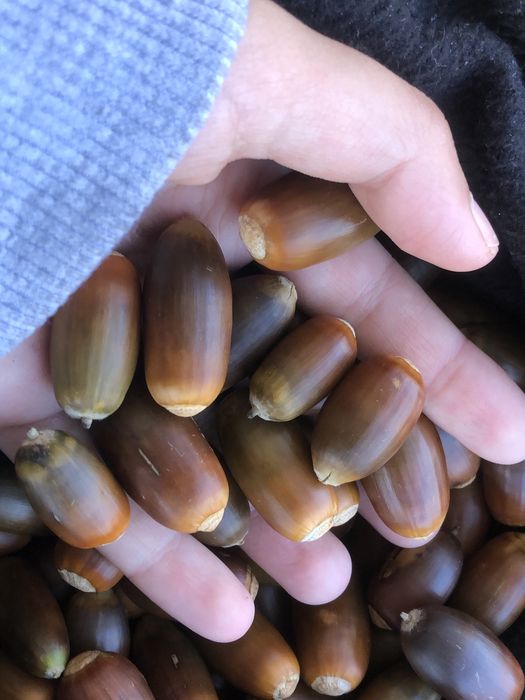 Ghinde de vanzare Barboi • OLX.ro