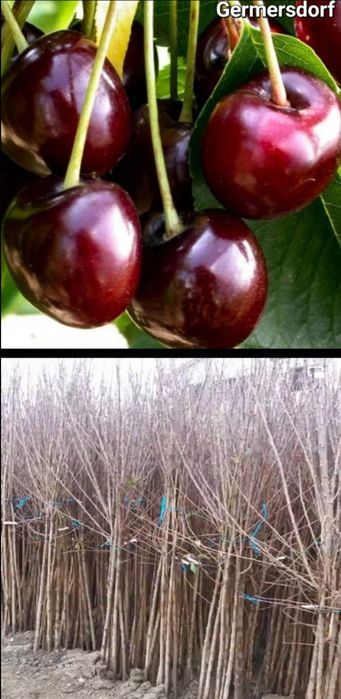Ciresi-pomi fructiferi Cluj-Napoca • OLX.ro