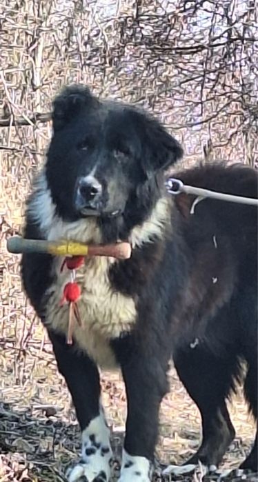 Femela ciobanesc corb Draghici • OLX.ro