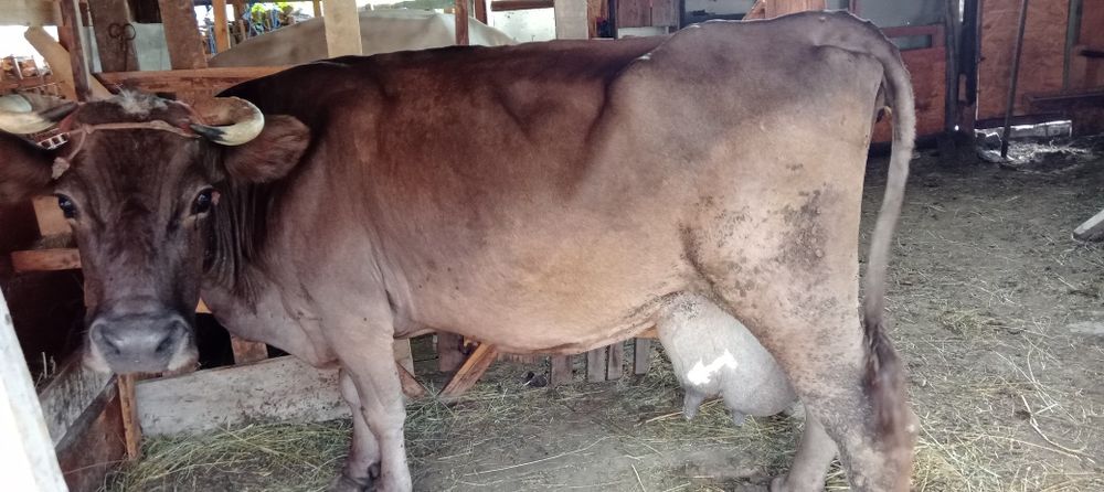 Vaca foarte buna de vanzare Curtea de Arges • OLX.ro