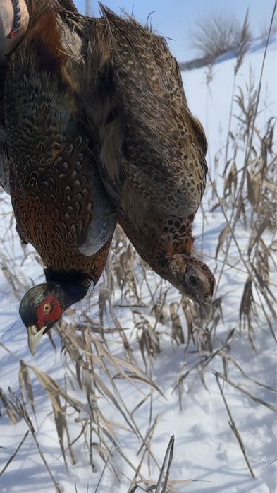 Fazani de vanzare Lunguletu • OLX.ro