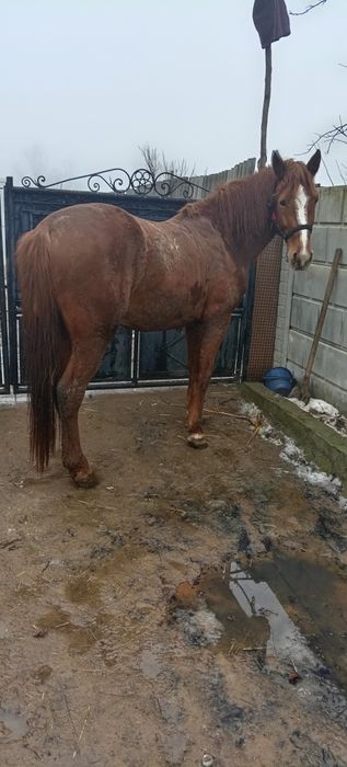 De vânzare cal roib Celaru • OLX.ro