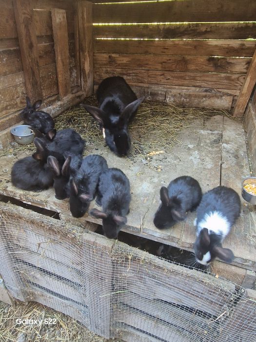 Vand iepuri mici Dorobanti • OLX.ro
