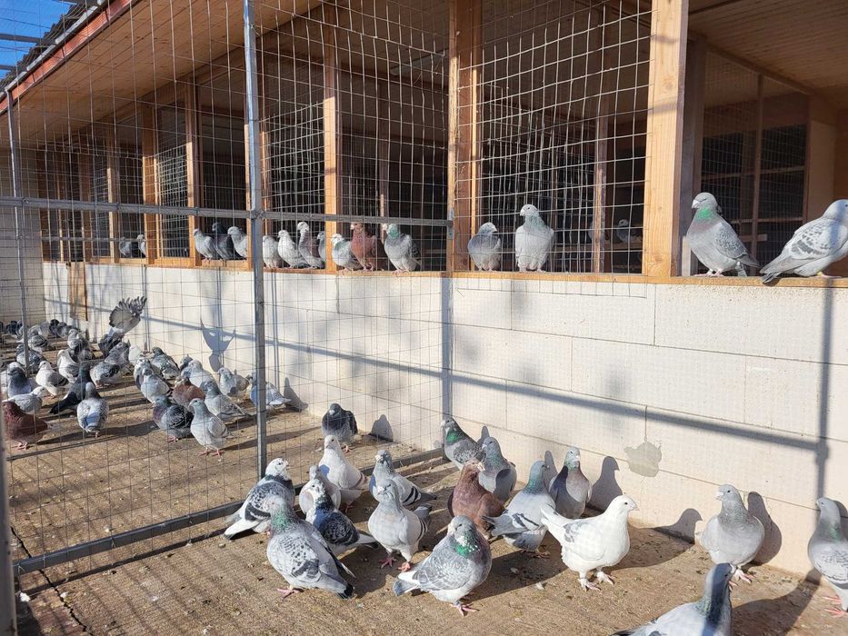 Porumbei voiajor standard Branesti • OLX.ro