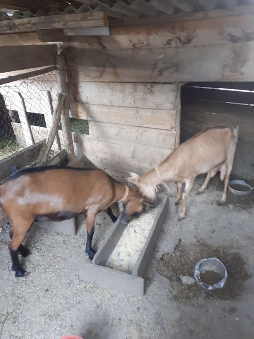 Capre alpina franceze Pascani • OLX.ro