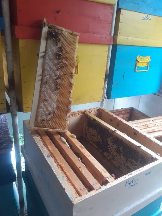 Miere de albine poliflora de tei și fan Ramnicu Sarat • OLX.ro