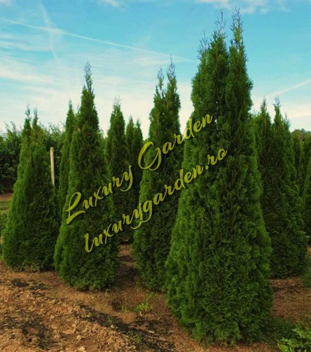 Tuia, Gradini Splendori , si multe alte plante ornamentale Drobeta ...