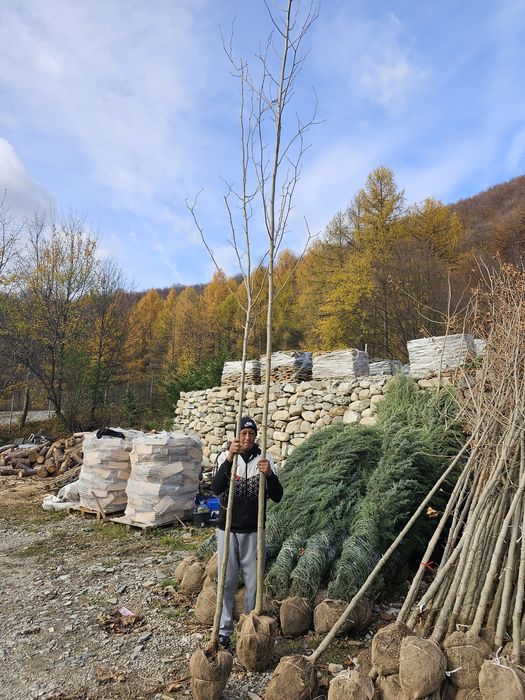 Platan copaci ornamentali Borcea • OLX.ro