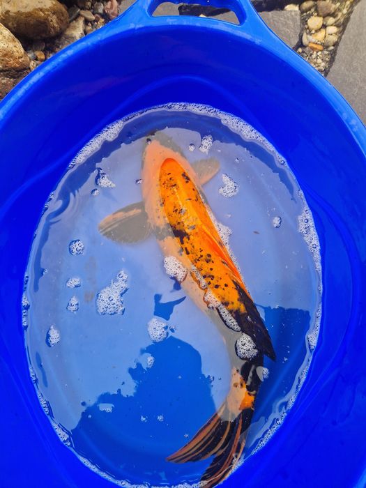 Crapi koi mari +40cm Sasar • OLX.ro