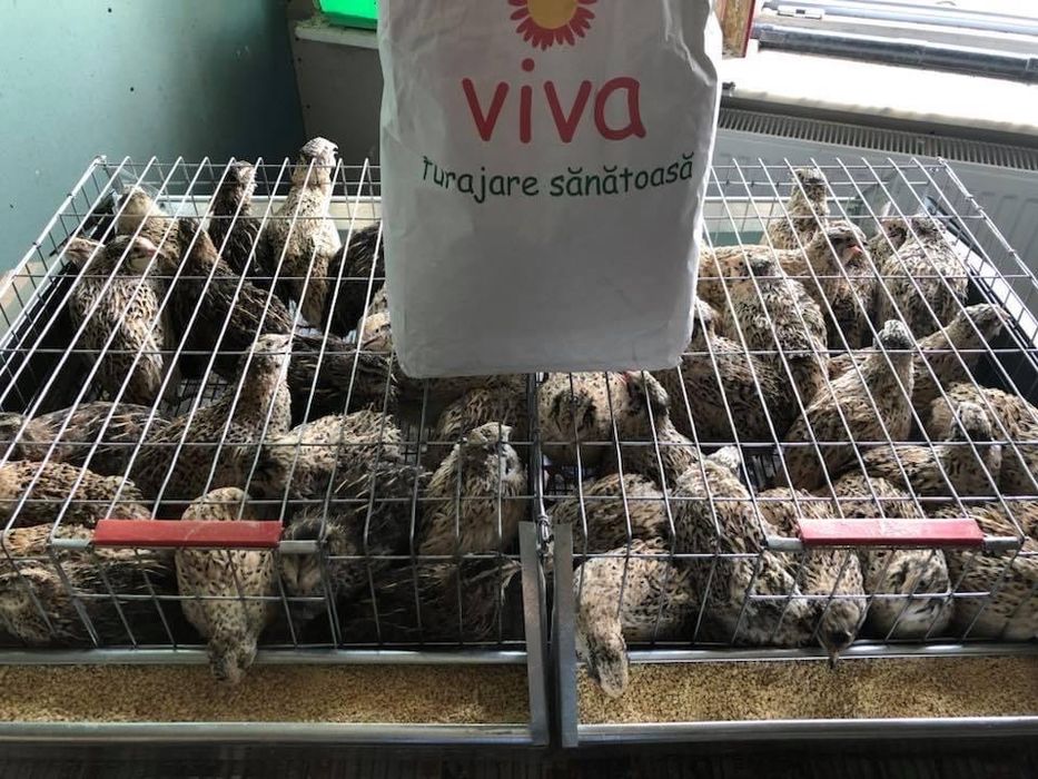 Oua BIO Prepelite pui Custi capcane maternitati rastele Pitesti • OLX.ro