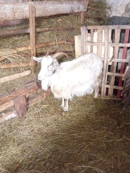 Vând 9 capre din care una este cu ied Patrangeni • OLX.ro