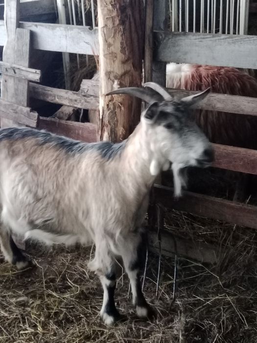 Vând capra tânără cu ied Branesti • OLX.ro
