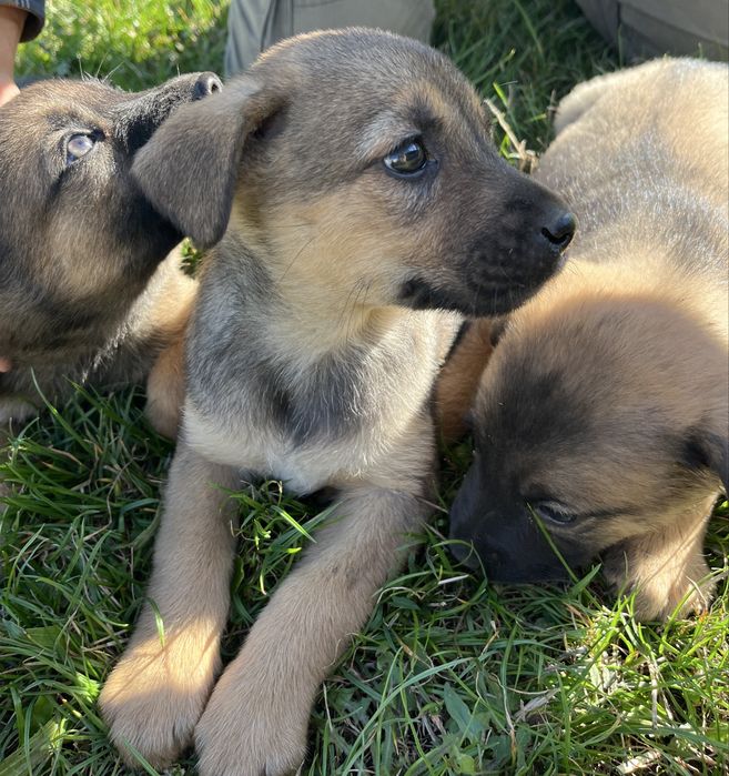 Catelusi cauta casuta Piatra Neamt • OLX.ro