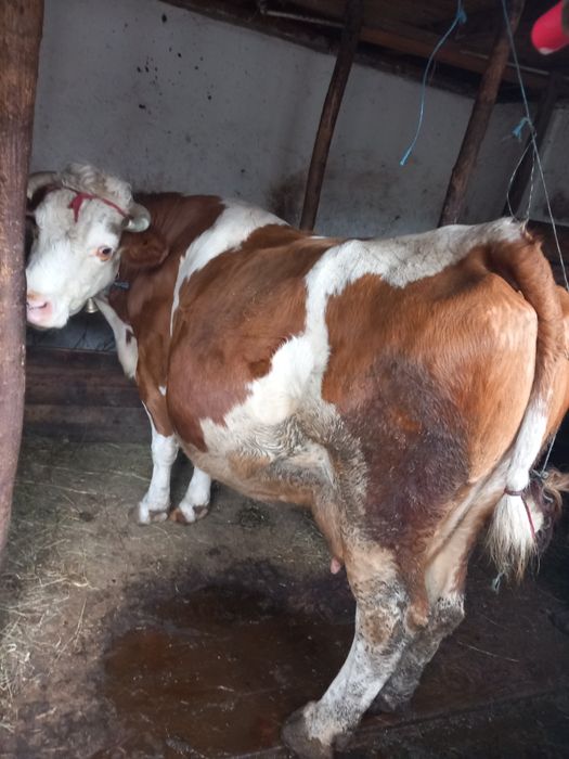 Vand baltata românească Drajna • OLX.ro