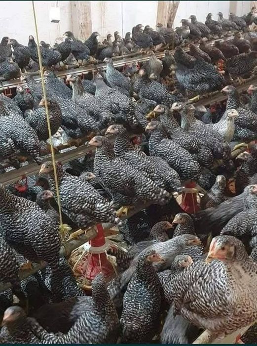 Avem la vânzare pui de carne și rasa mixta Buzau • OLX.ro