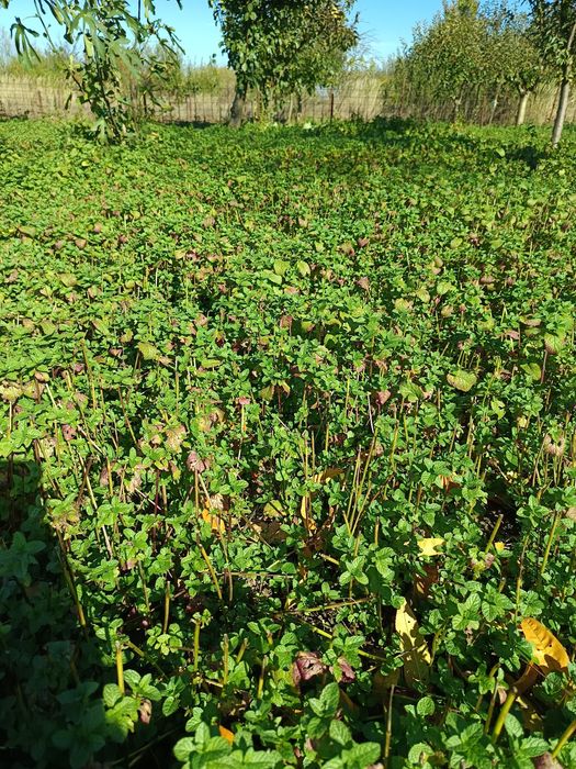 Plante de mentă olandeza Jilava • OLX.ro