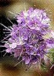 Samanta trifoi, ghizdei, mustar, raigras, facelia, golomat, lucerna ...