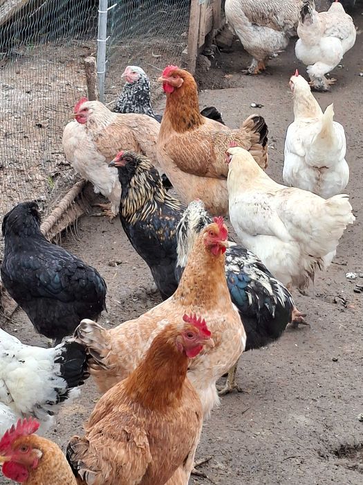 Cocosi de Araucana Falciu • OLX.ro