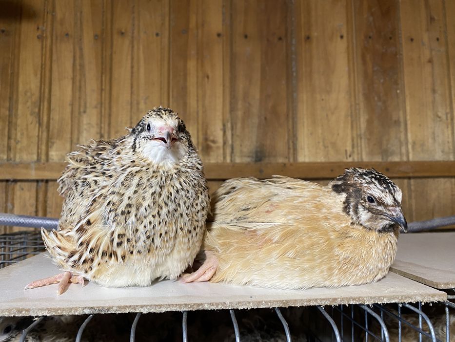 Prepelite carcasa carne, pui si oua de incubat sau consum Jumbo ...