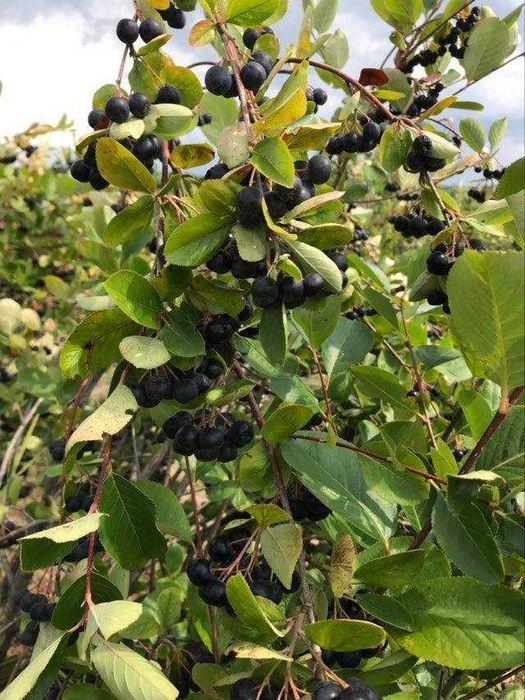 Aronia fructe 1000kg-11 lei Oradea • OLX.ro