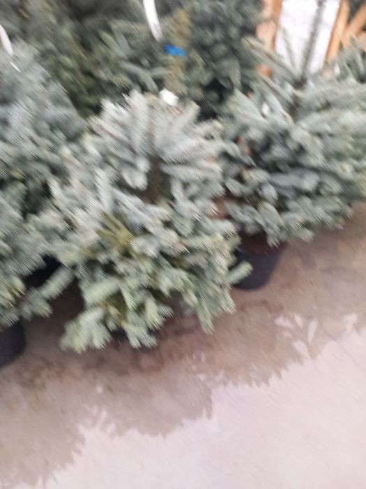 Vând brazi verzi la ghiveci și arginti Caransebes • OLX.ro