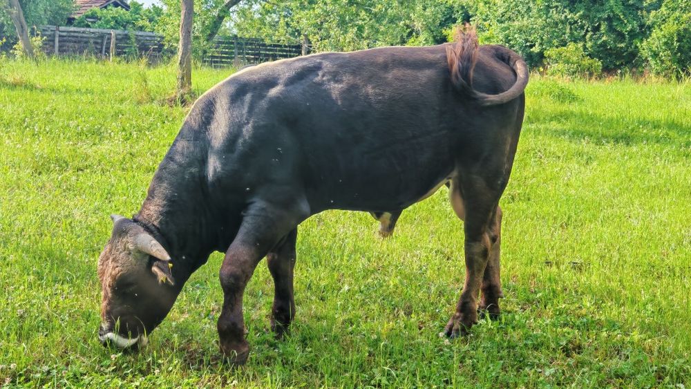 Vând tauri 1 - 1.5 ani Valcelele • OLX.ro