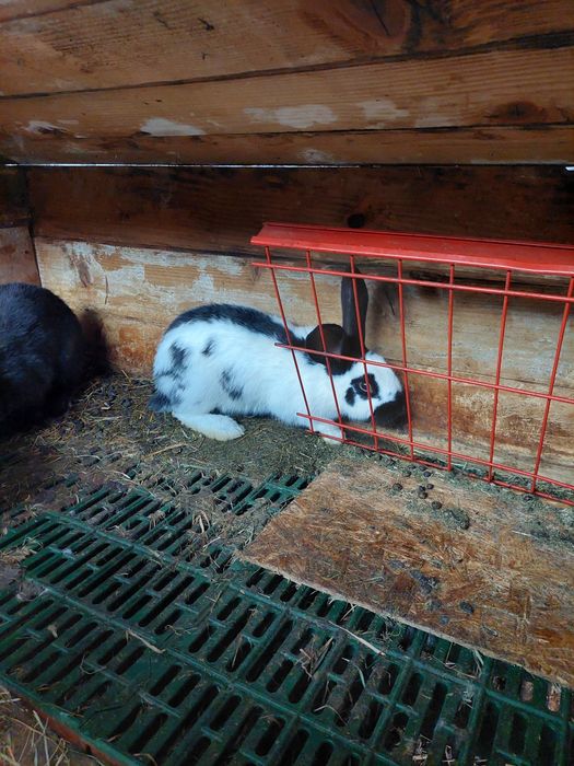 Vând masculi fluture german și pui Sambata de Sus • OLX.ro