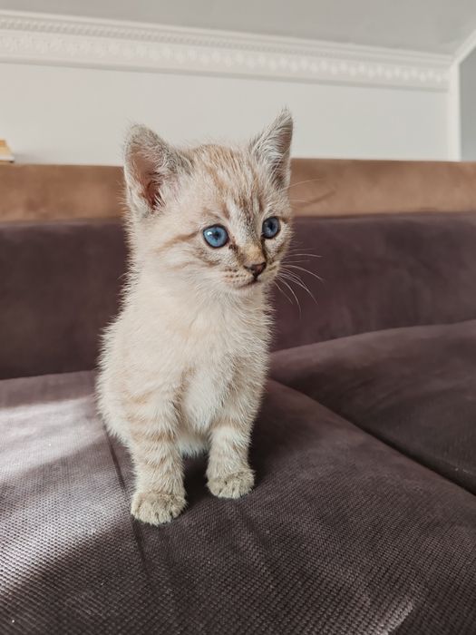 Donez puișori de pisica Salcea • OLX.ro