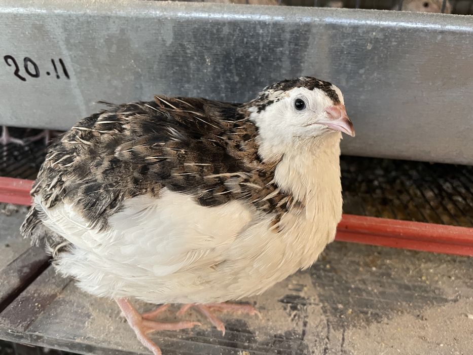 Oua fertile de Prepelita CELADON Darasti-Ilfov • OLX.ro