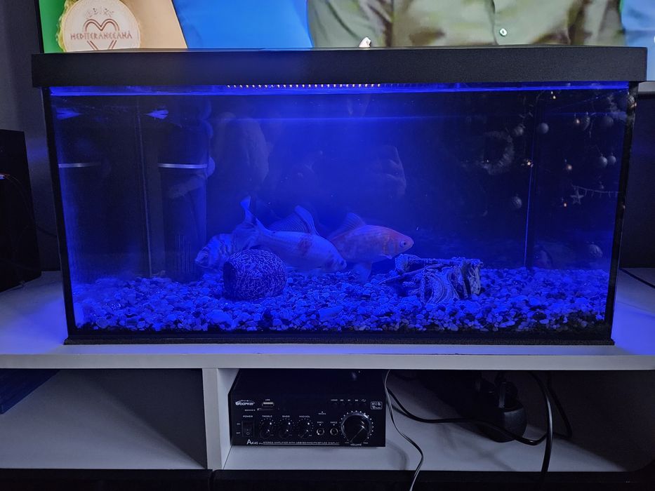 Acvariu AQUALE de 60l complet si cu pesti Pitesti • OLX.ro