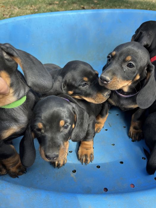 Pui Teckel (cu Pete de foc) Ploiesti • OLX.ro